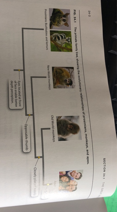 Solved SECTION 24.1 THE GREA 24-2 The primate family tree, | Chegg.com