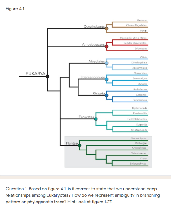 Solved Figure 4.1 Meta Choanoflagellates Opisthokonta | Chegg.com