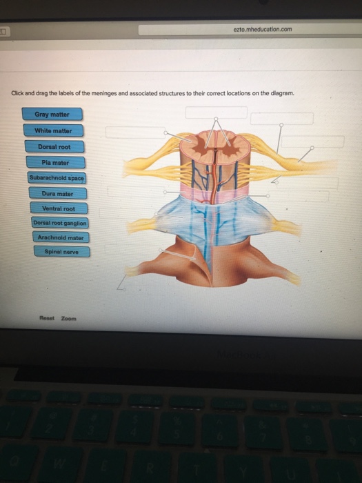 Solved: Click And Drag The Labels Of The Meninges And Asso... | Chegg.com