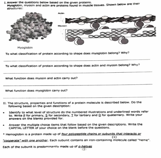 Actin And Myosin Protein Structure