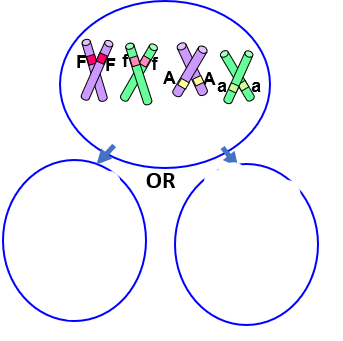 Solved Chromosomes 1 & 2 have been replicated. Now, draw the | Chegg.com