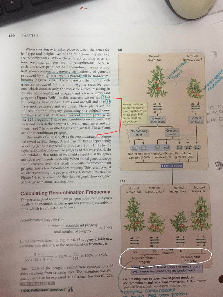Solved 180 CHAPTER 7 When crossing over takes place between | Chegg.com