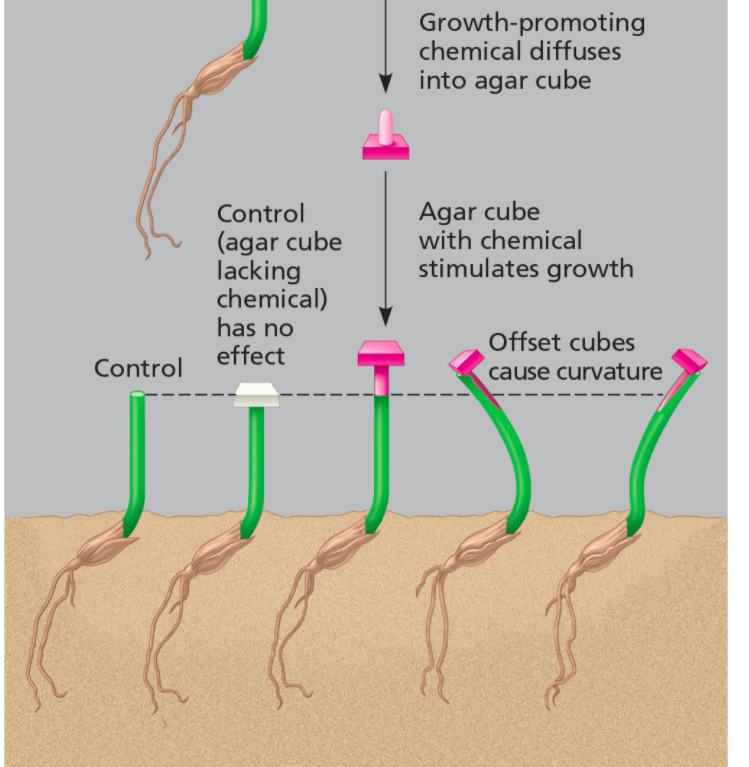 Solved What part of a grass coleoptile senses light, and how | Chegg.com