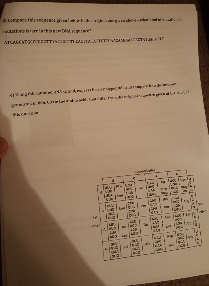 Solved Use the rovided codon table to answer the following | Chegg.com