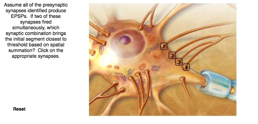Solved Assume all of the presynaptic synapses identified | Chegg.com