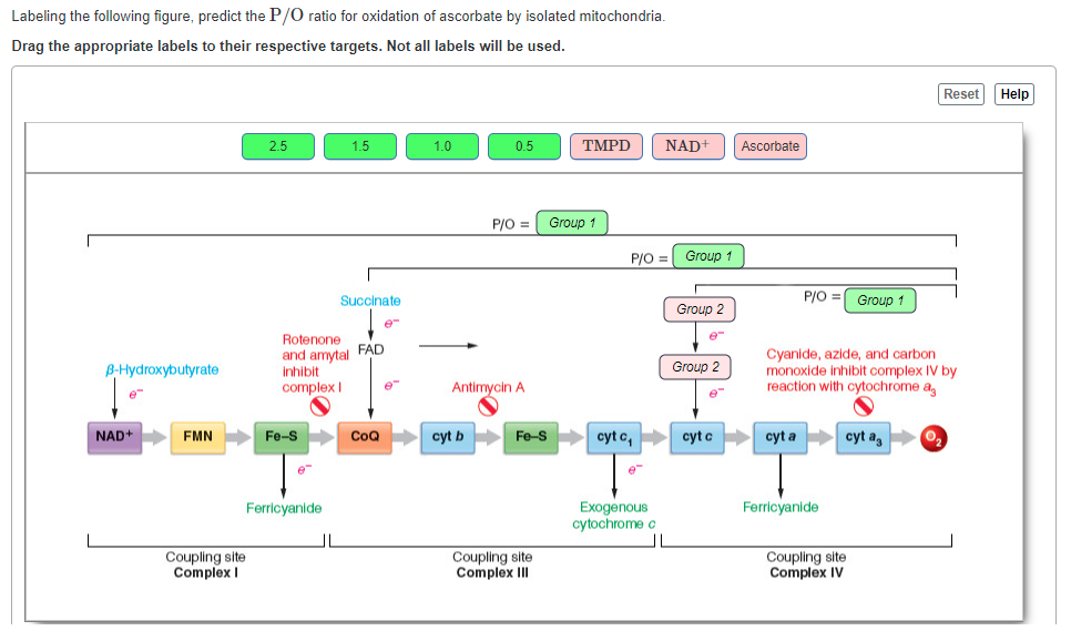 Solved Labeling the following figure, predict the P/O ratio | Chegg.com