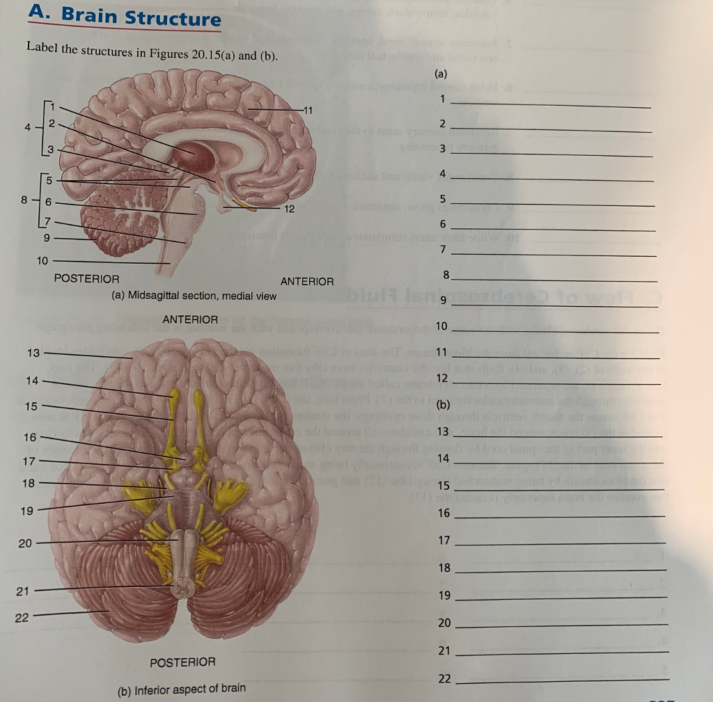 Solved A. Brain Structure Label the structures in Figures | Chegg.com