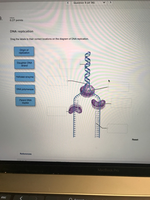 Solved KQuestion 9 (of 36)Y 0.27 points DNA replication Drag | Chegg.com