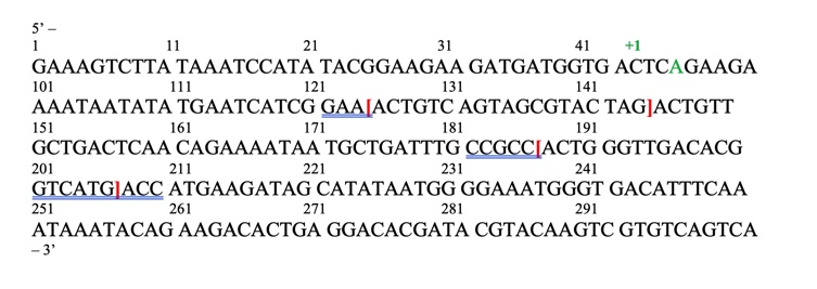 Solved The following sequence contains the coding strand of | Chegg.com