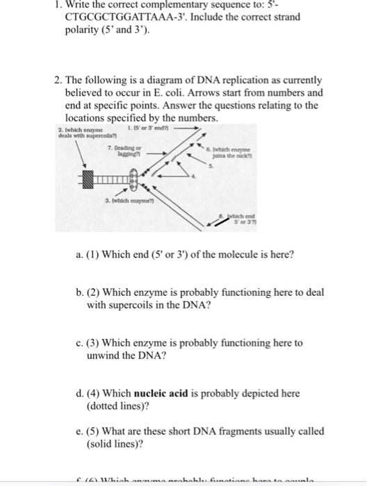 Solved 1. Write the correct complementary sequence to: 5'- | Chegg.com