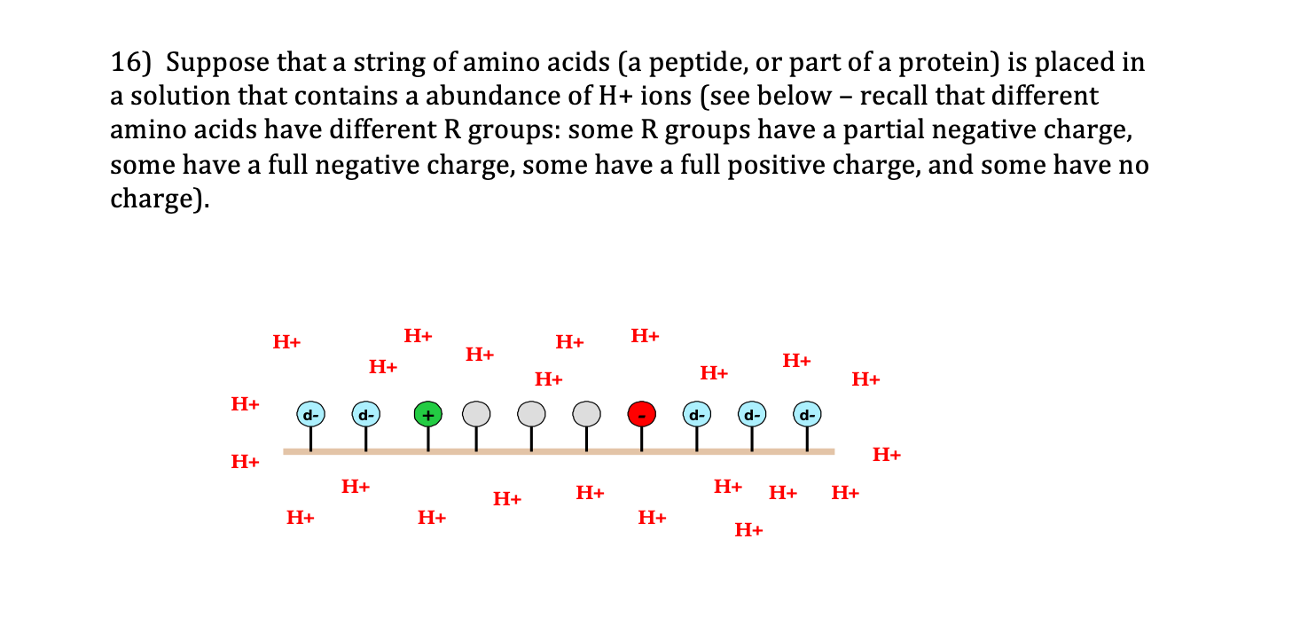Solved 16) Suppose that a string of amino acids (a peptide, | Chegg.com