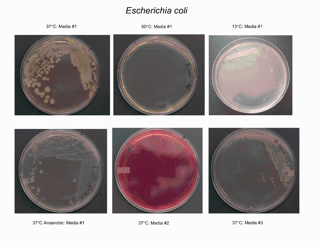 Solved Escherichia coli 37°C: Media #1 50°C: Media #1 13°C: | Chegg.com