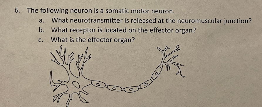 Solved 2. The following image represents a sympathetic pre- | Chegg.com