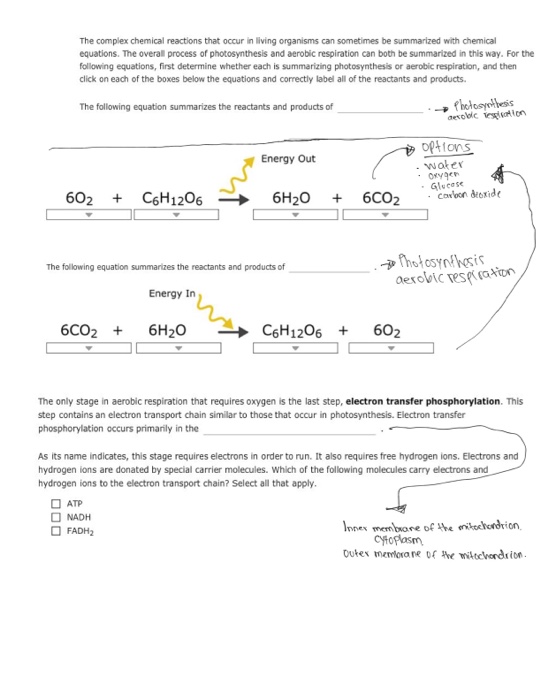 Solved The complex chemical reactions that occur in living | Chegg.com