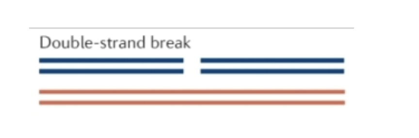 Solved Describe the process that would typically repair the | Chegg.com