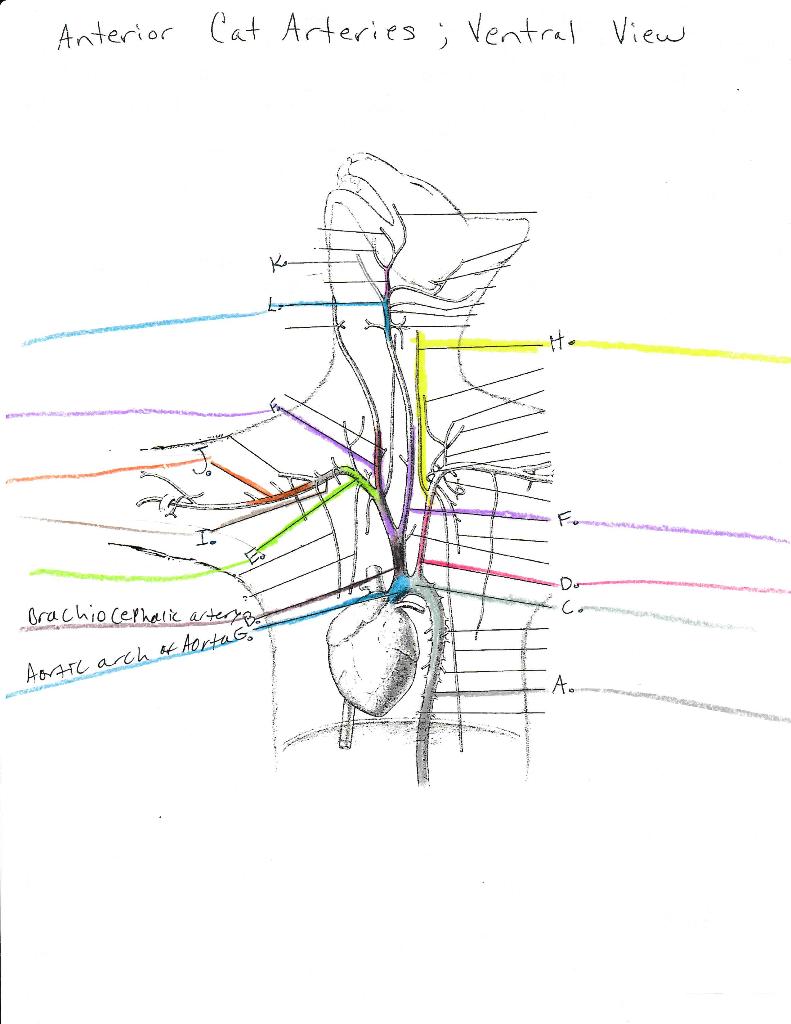Solved *Please help! I am struggling with labeling the veins | Chegg.com