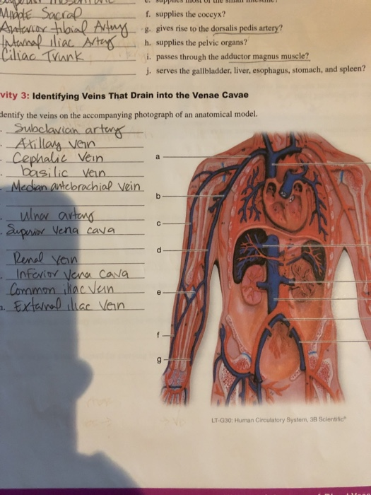 Solved Madle Sacrap Amtariar hloial Adng Moavoal iliac Ate | Chegg.com