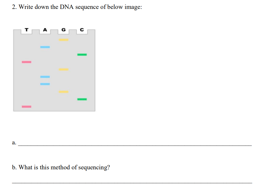 Solved Q Write down the DNA Sequence of these films and | Chegg.com
