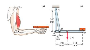 Solved The bones and biceps muscle that make up a human arm | Chegg.com
