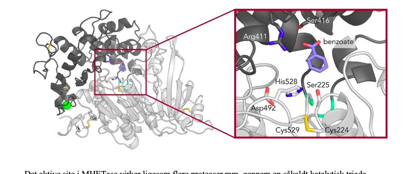 Solved 1)Elastase is inhibited by the following substance: | Chegg.com