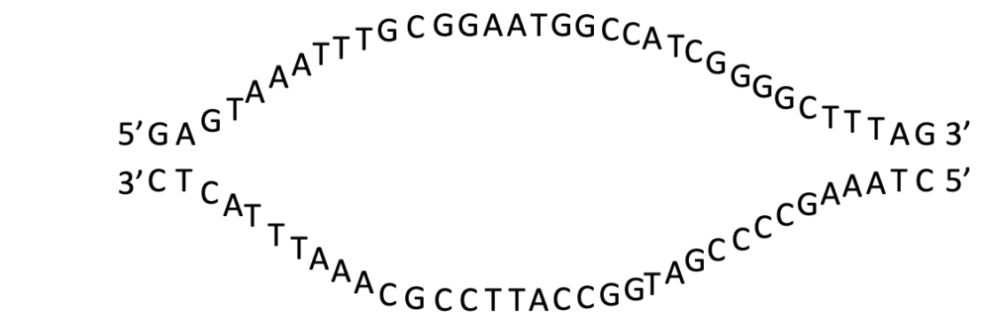 Solved Consider the origin of replication on the chromosome | Chegg.com