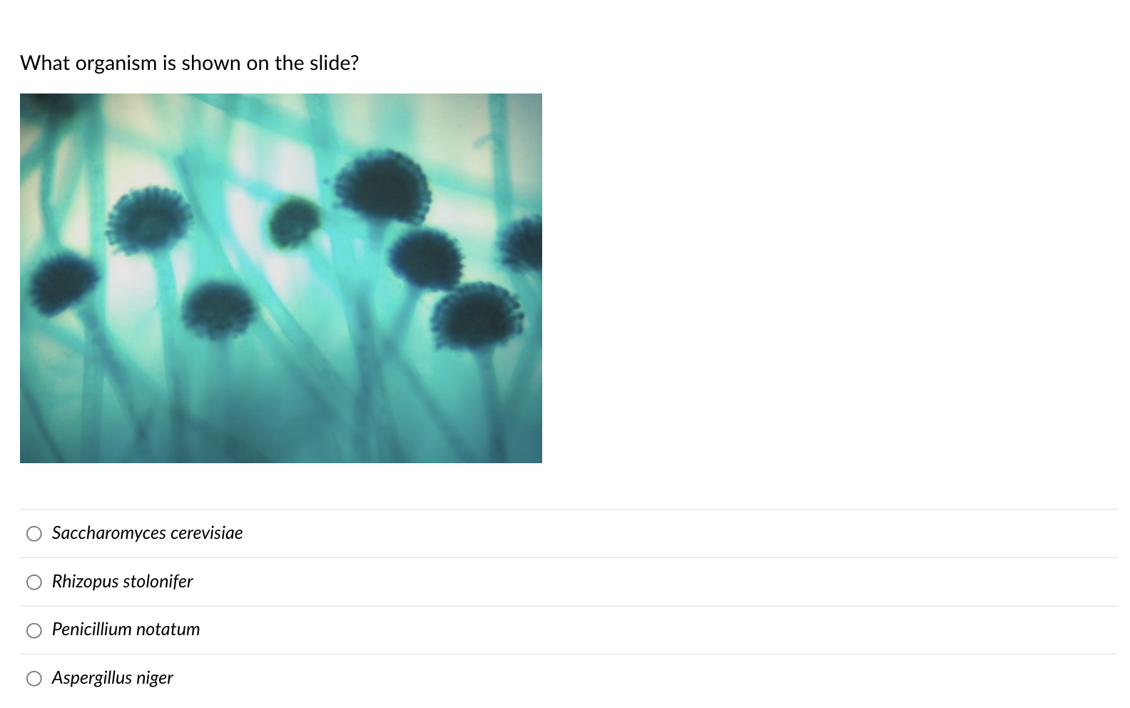 Solved What organism is shown on the slide? Saccharomyces | Chegg.com