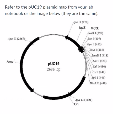 Solved Refer to the pUC19 plasmid map from your lab notebook | Chegg.com