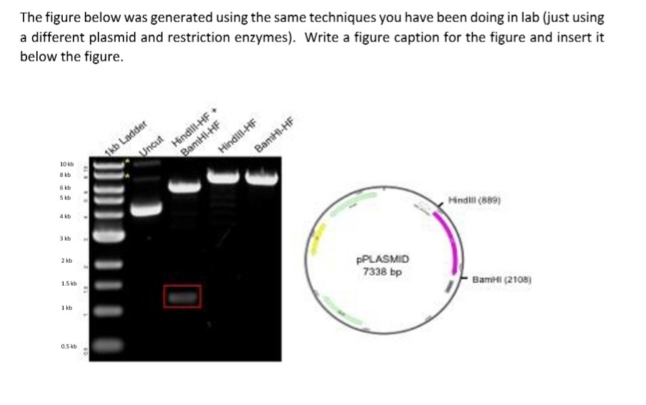Solved Practice Question (Worth 10 Marks) Apply figure | Chegg.com