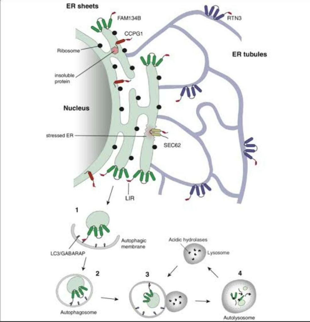 ER sheets FAM134B RTN3 CCPG1 Ribosome ER tubules | Chegg.com