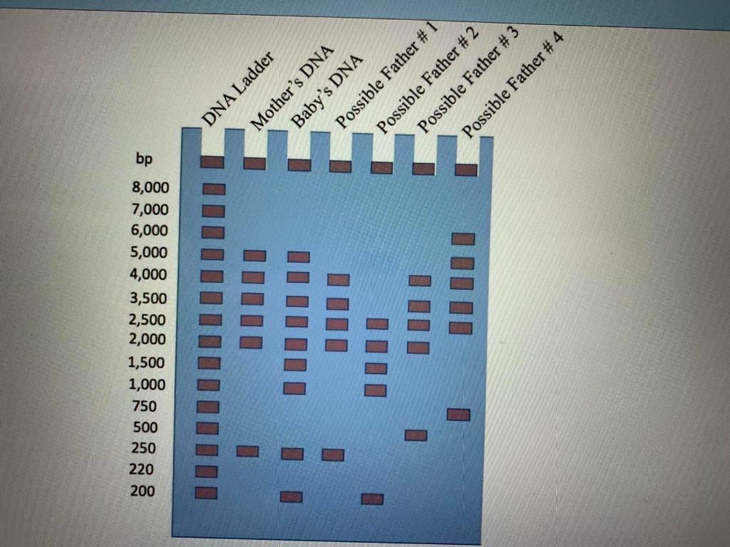 Solved Notice in the "Crime scene investigation gel" that | Chegg.com