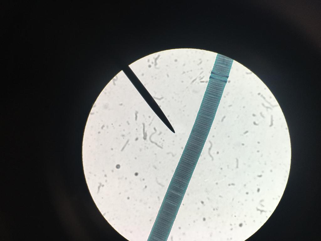 Solved Paramecium Ulothrix Claviceps purpurea | Chegg.com