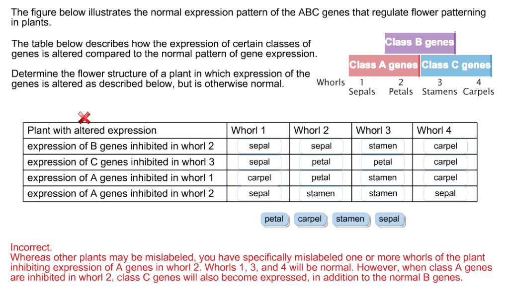 Solved The figure below illustrates the normal expression | Chegg.com