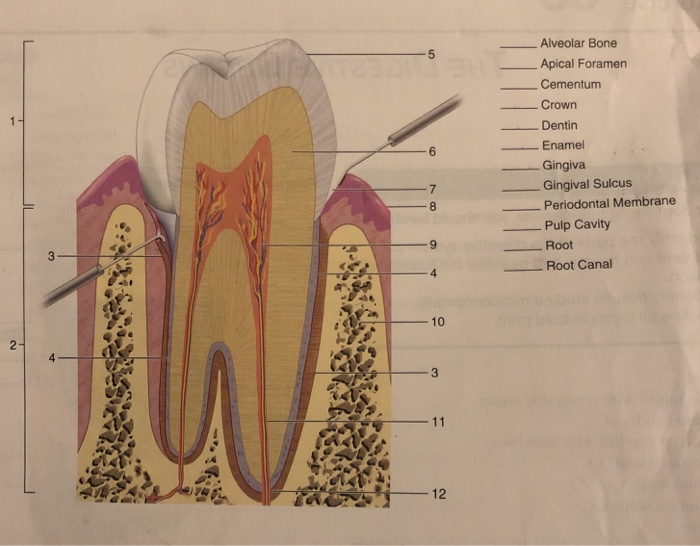 Solved Alveolar Bone Apical Foramen _ Crown Dentin Enamel | Chegg.com