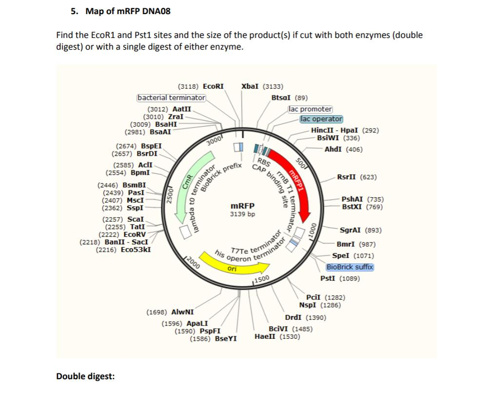 Solved 2. Map of the empty plasmid. Find the EcoR1 and Pst1 | Chegg.com