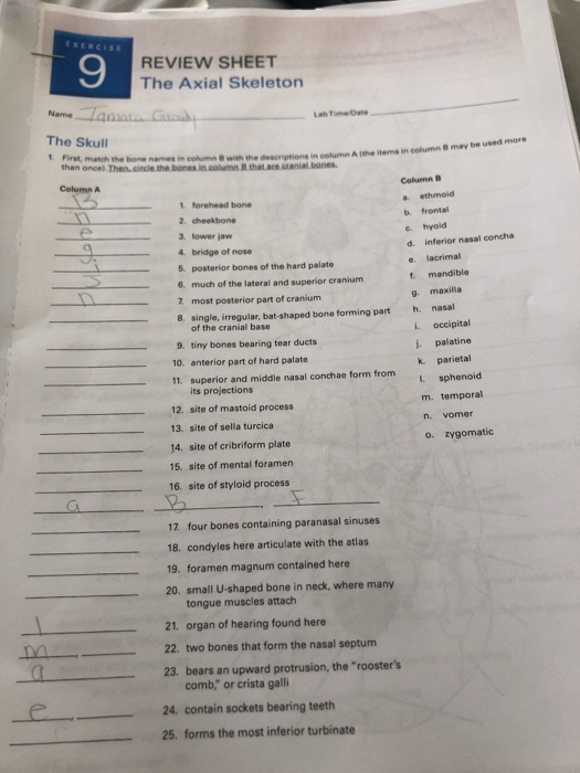 Review Sheet Exercise 8 The Axial Skeleton Answer Key Exercise Poster