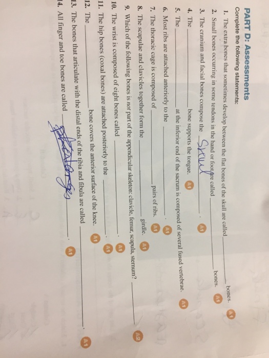 Solved Complete the following statements: The extra bones | Chegg.com