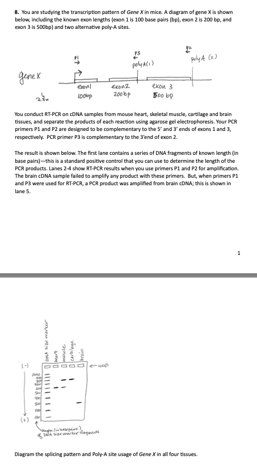 Solved 8. ﻿You are studying the transcription pattern of | Chegg.com