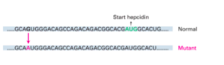 Solved Protein synthesis in eukaryotes normally begins at | Chegg.com