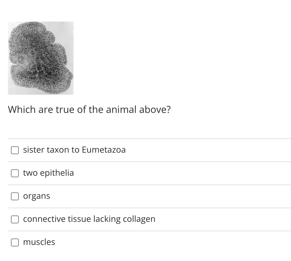 Solved Which are true of the animal above? sister taxon to | Chegg.com