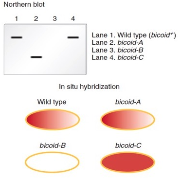 Solved Suppose a researcher has three different Drosophila | Chegg.com