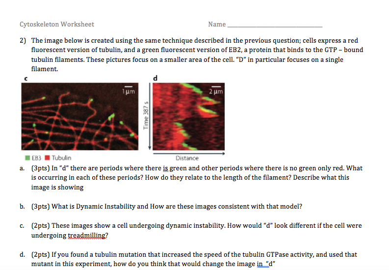 Cytoskeleton Worksheet Name 2) The image below is | Chegg.com