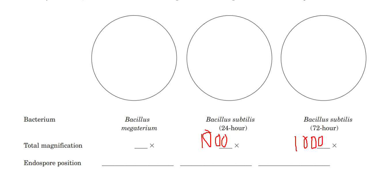 Bacterium Bacillus megaterium Bacillus subtilis | Chegg.com