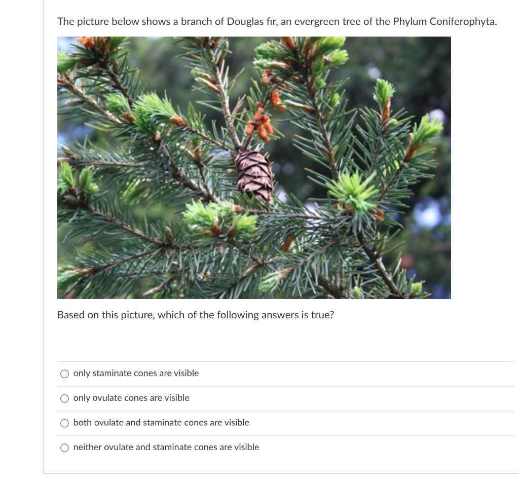 Phylum Coniferophyta