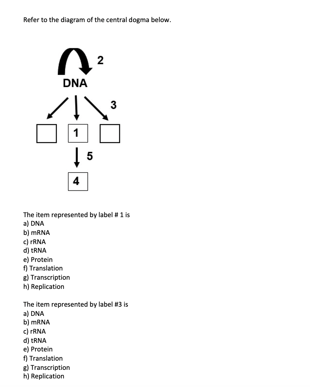 Central Dogma Vs Dna Replication Venn Diagram Dogma Central