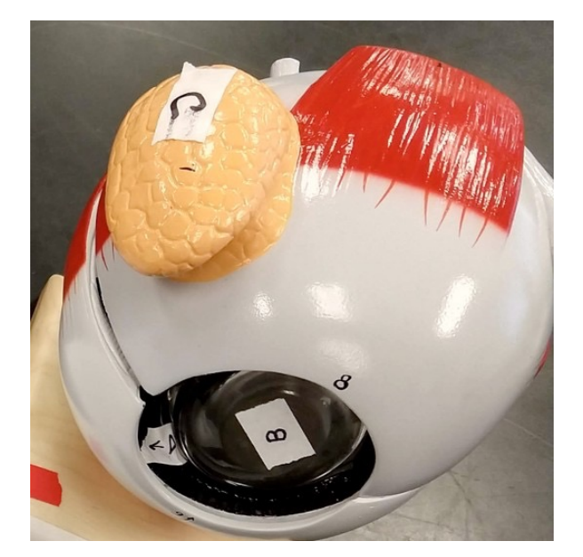 Solved label all abcd | Chegg.com