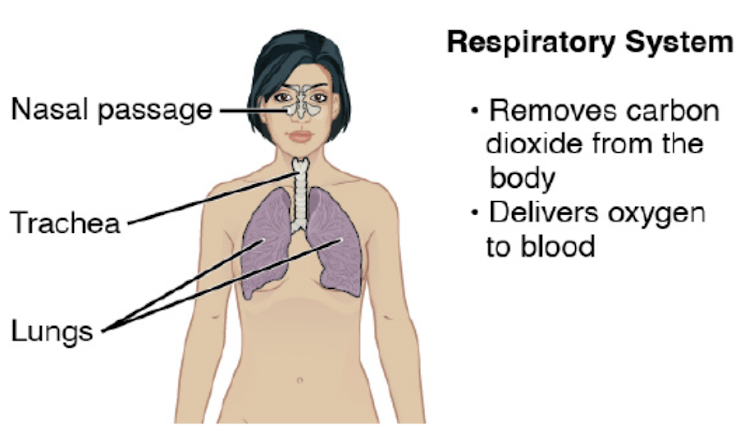 Solved Respiratory SystemRemoves carbondioxide from | Chegg.com