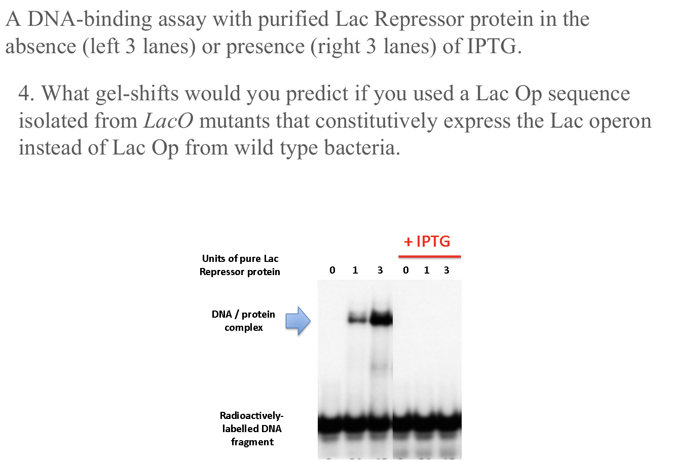 Solved A DNA-binding assay with purified Lac Repressor | Chegg.com