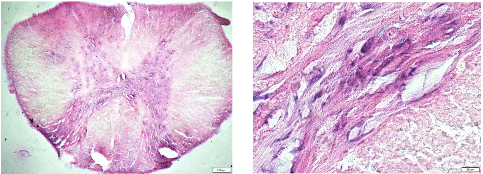 Solved Hi. Top images are H&E stained rat brain. Bottom | Chegg.com