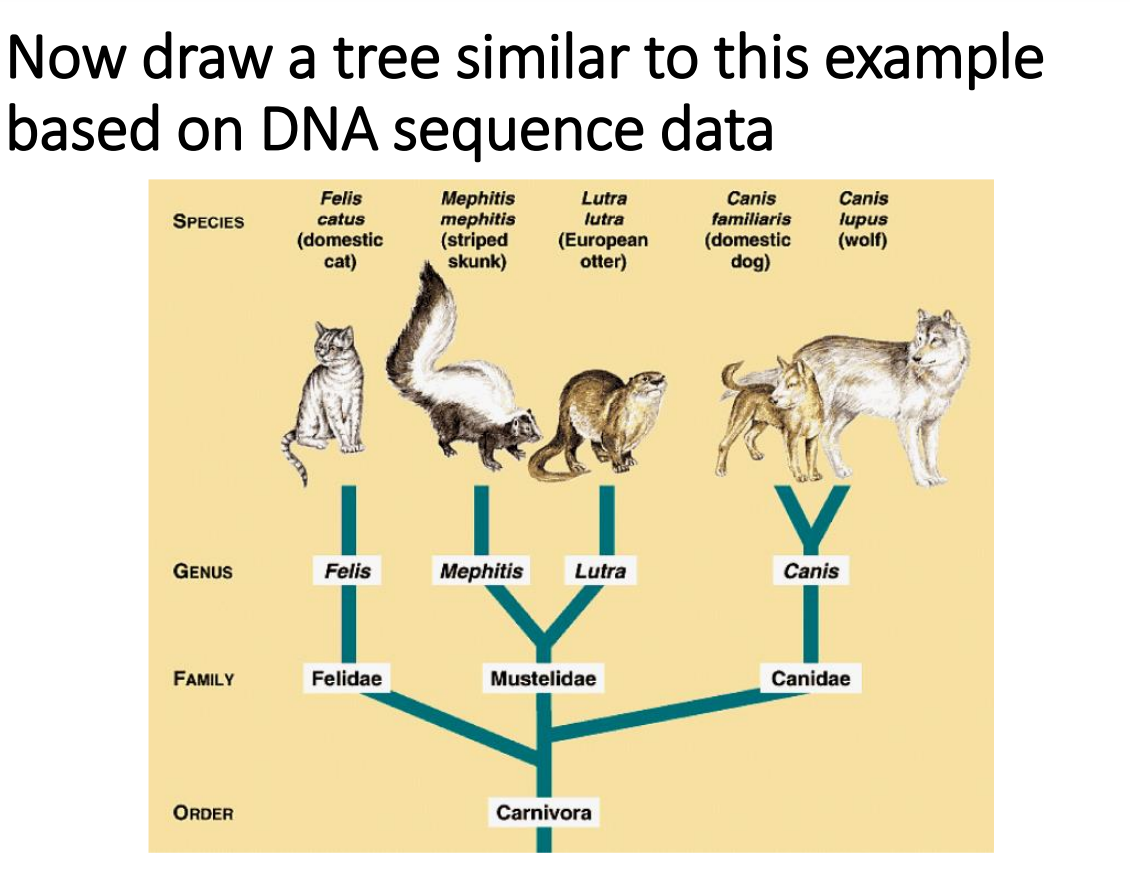 Solved Two related species start with similar DNA, but | Chegg.com
