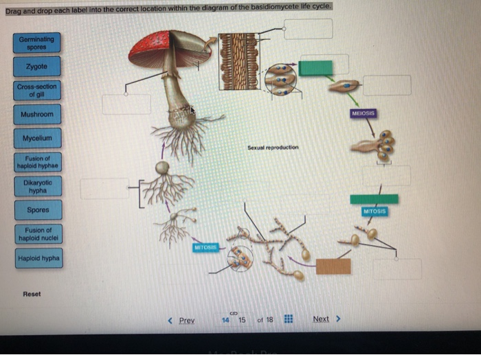 Solved cycle. Germinating spores Zygote Cross-section of | Chegg.com